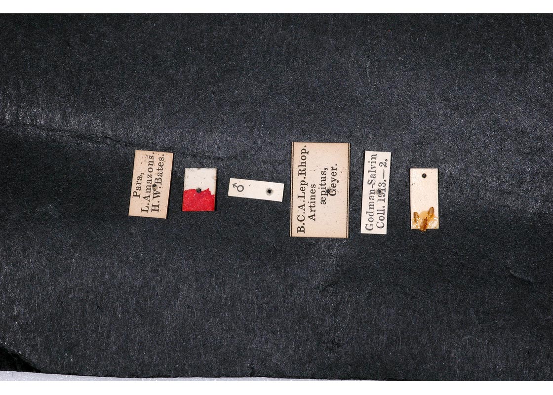 Artines focus (type specimens)